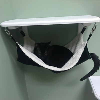 Ear Cropping | Clermont Animal Hospital